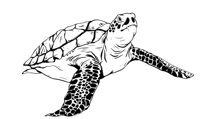 Tortoise Line Drawing | ProductionCrate